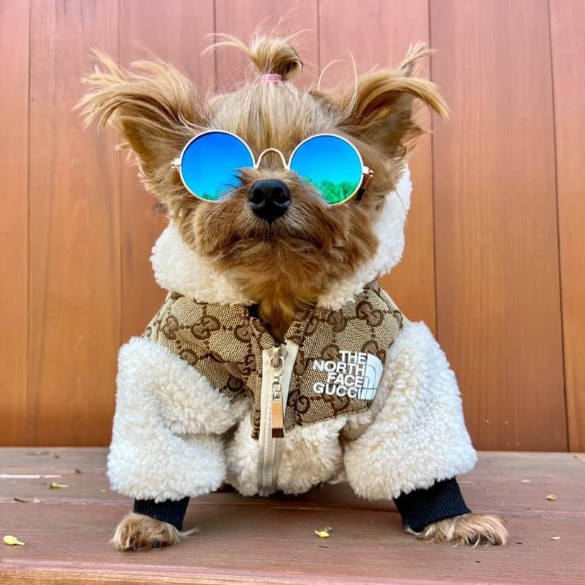 Yorkie Clothes – Stylish & Comfortable Outfits for Your Furry Friend ...