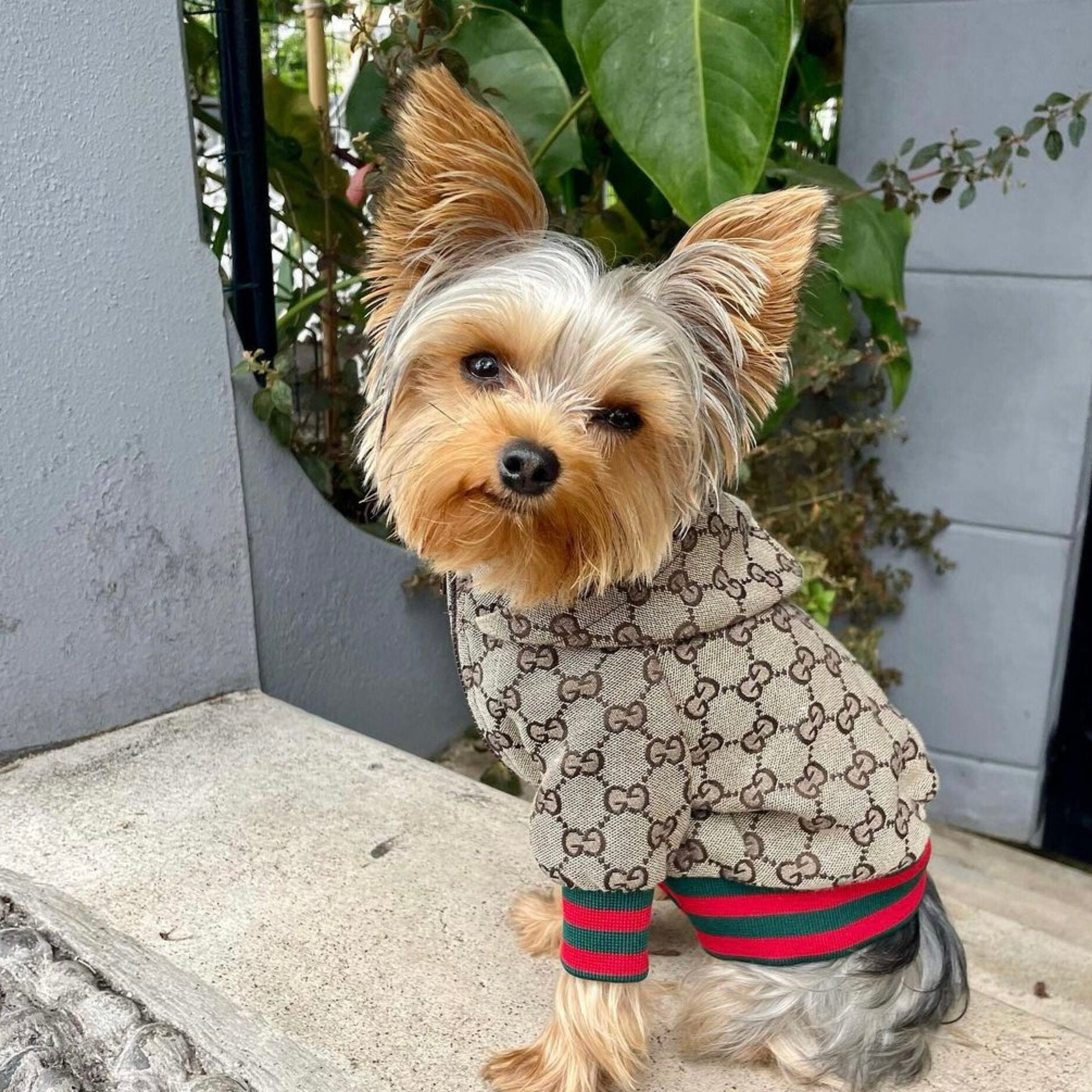 Stylish Yorkie Hoodie - Perfect Fit for Yorkies & Small Breeds ...